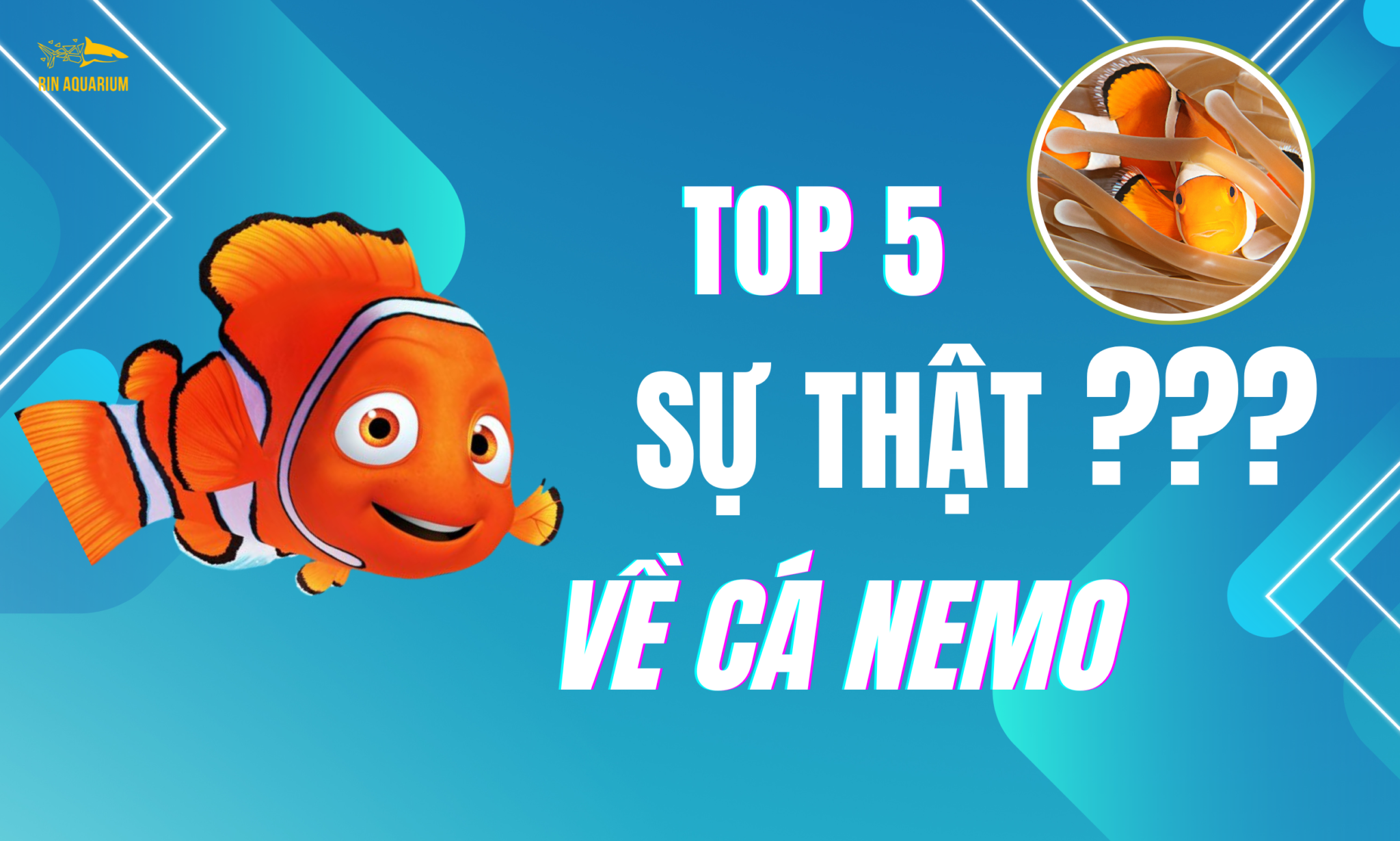 Top 5 Sự Thật Về Cá Nemo - Rin Aquarium